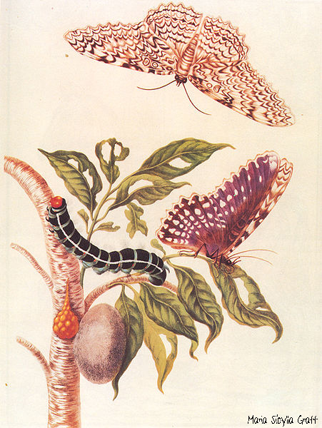 Butterfly Clan - Crystal Vaults