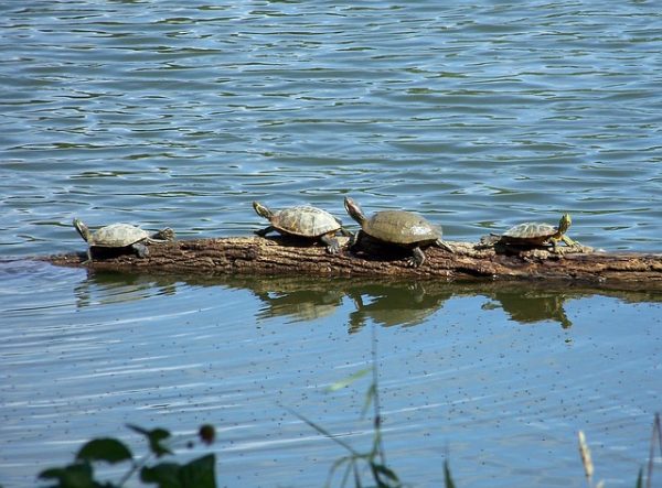 The Turtle Clan - Crystal Vaults