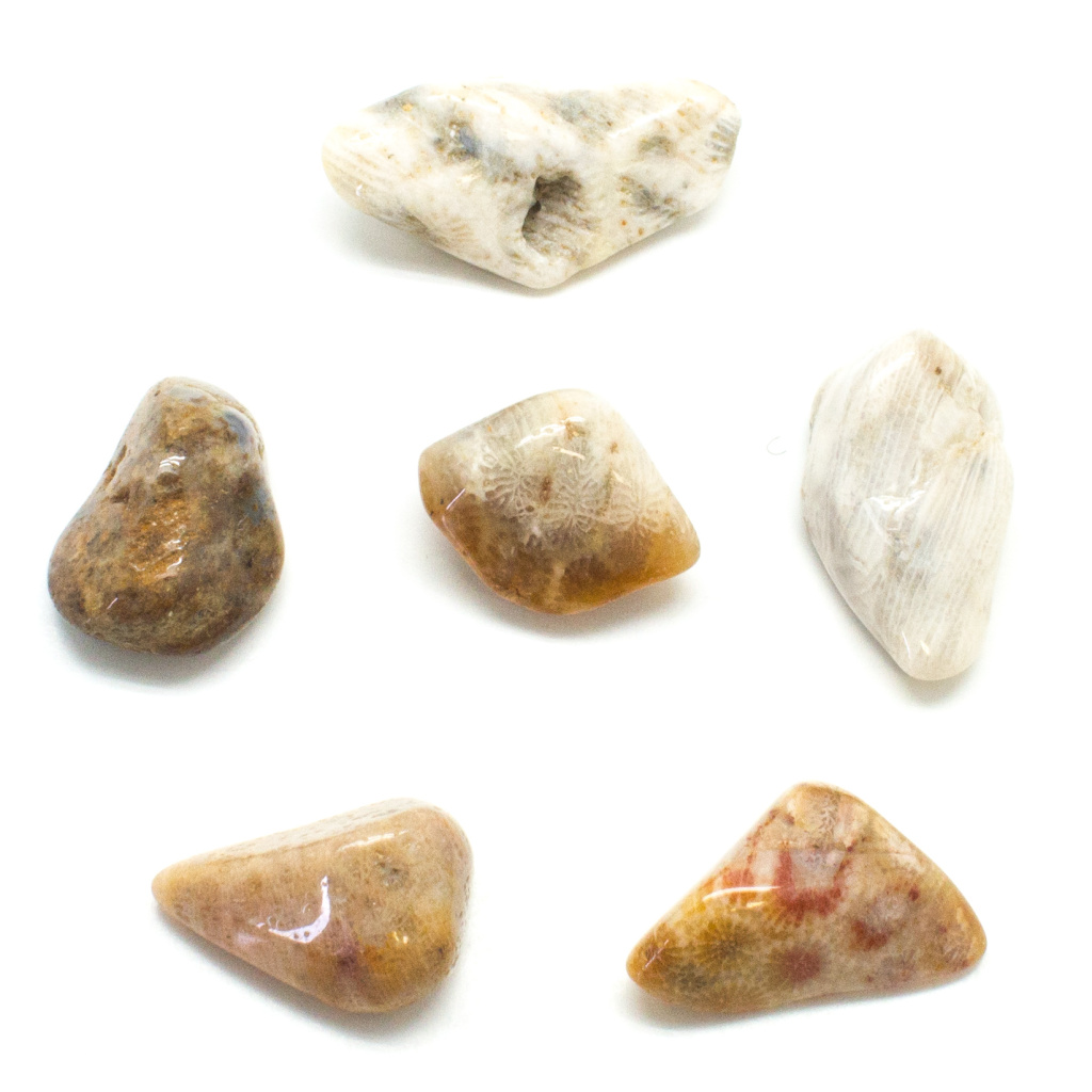 Agatized Coral Tumbled Set (M) - Crystal Vaults