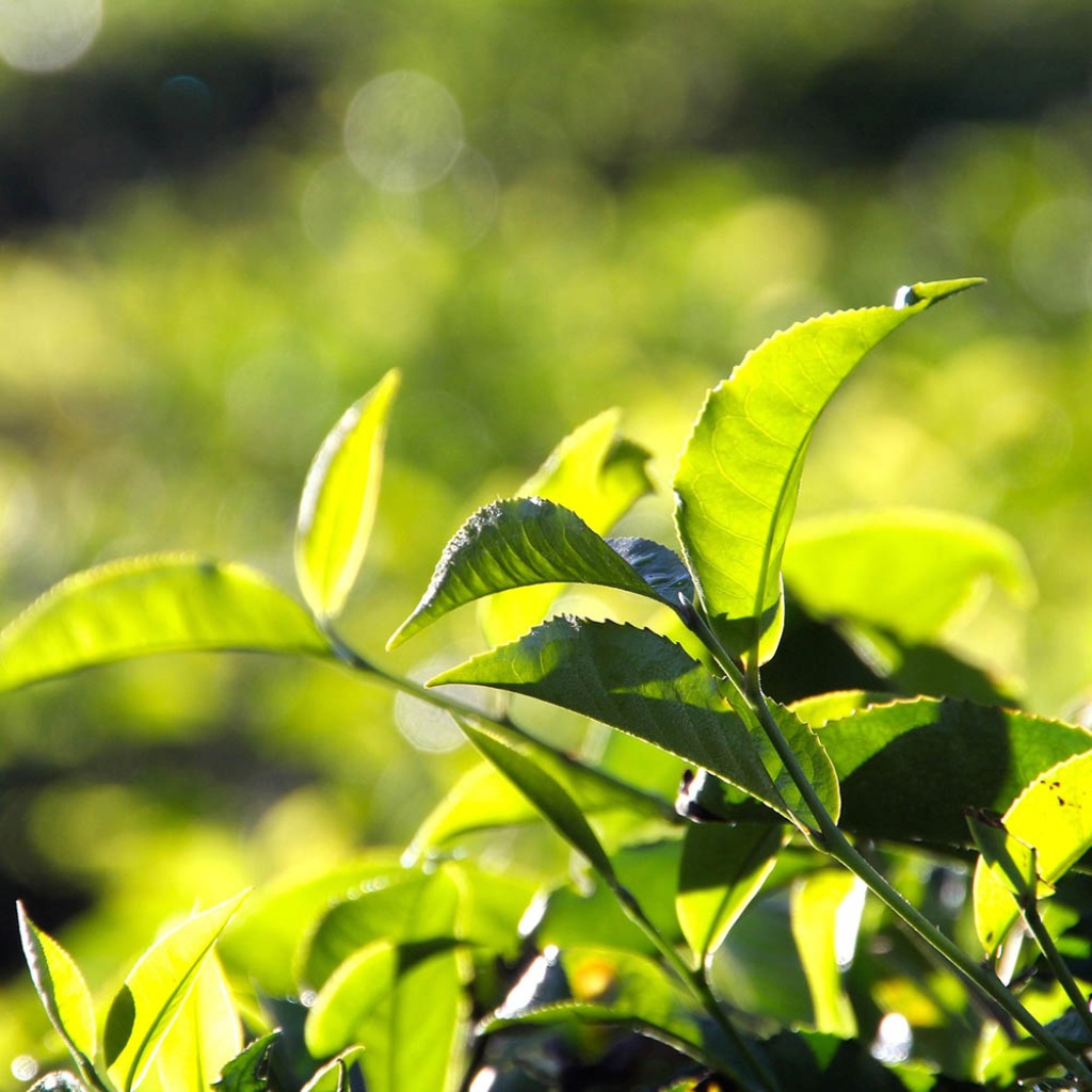 Black Tourmaline Tea - An Enchanted, Crystal Infused Tea of Protection ...