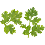 Cilantro Meaning, Healing, and Magical Uses – Herb Encyclopedia ...