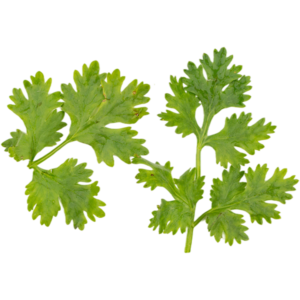 Cilantro Meaning, Healing, and Magical Uses – Herb Encyclopedia ...