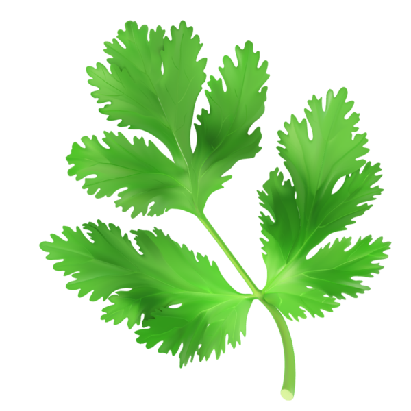 Cilantro Meaning, Healing, and Magical Uses – Herb Encyclopedia ...