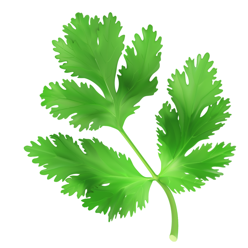 Cilantro Meaning, Healing, and Magical Uses – Herb Encyclopedia ...