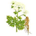 Angelica Uses, History, and Magical Properties - Crystal Vaults