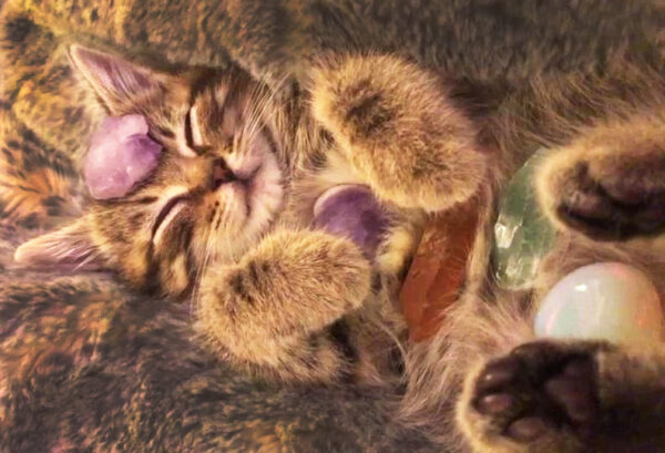 Best 7 Crystals for Cats for Stress, Anxiety, and More - Crystal Vaults